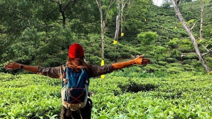 Tea Trails: Famous Tea Gardens In Guwahati (Within 50 Km)